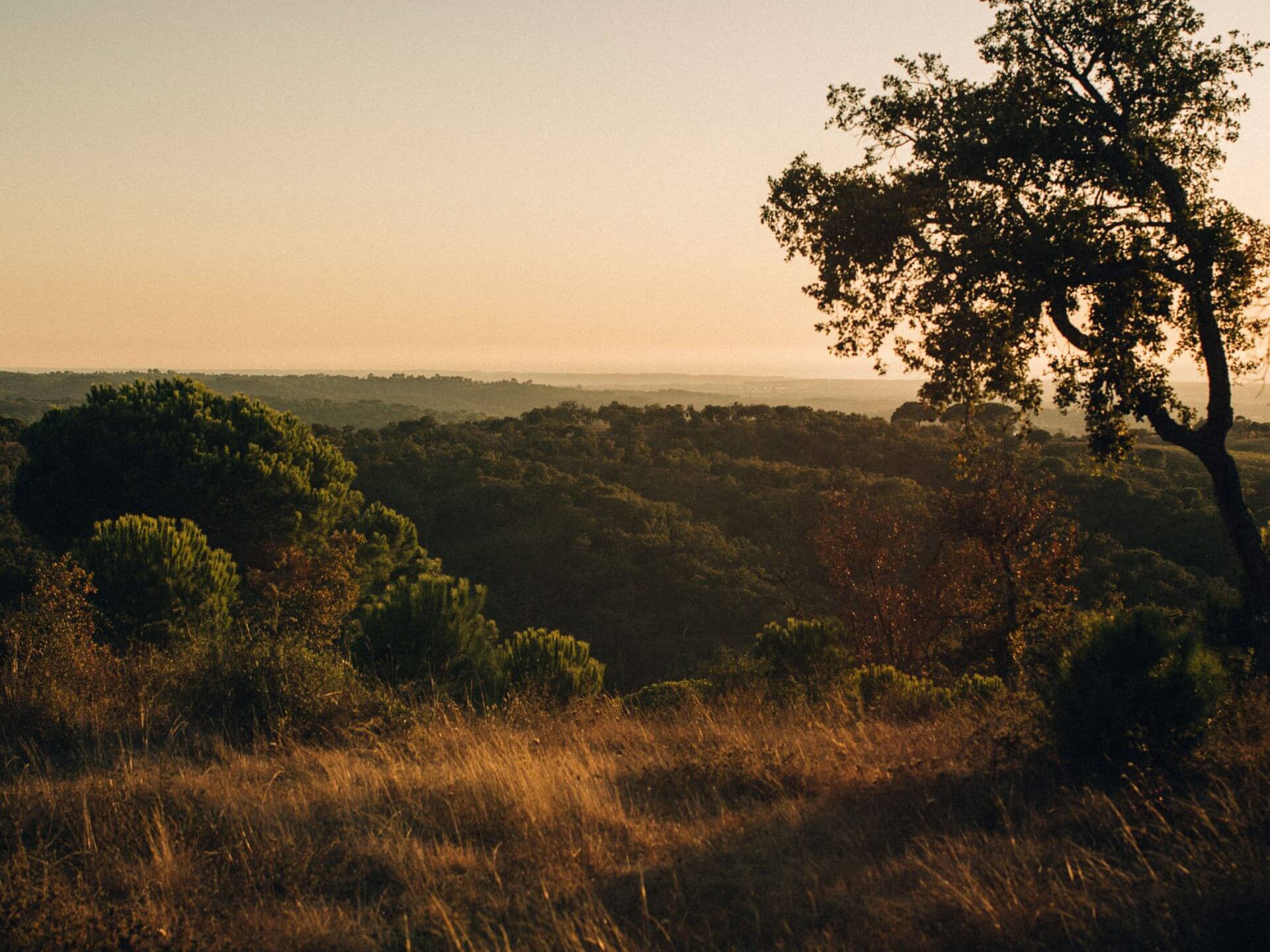 The Cork Forests of Alentejo - Slow Pilgrimage - Slowness.com